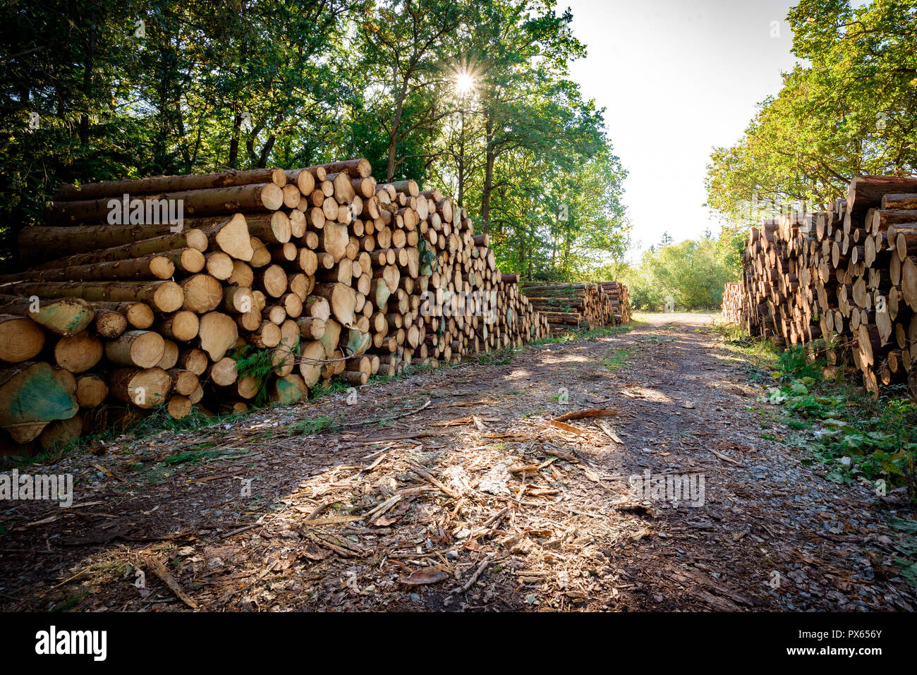 Cut Logs piled in stack/wall. Logging industry/Decoration Stock Photo ...