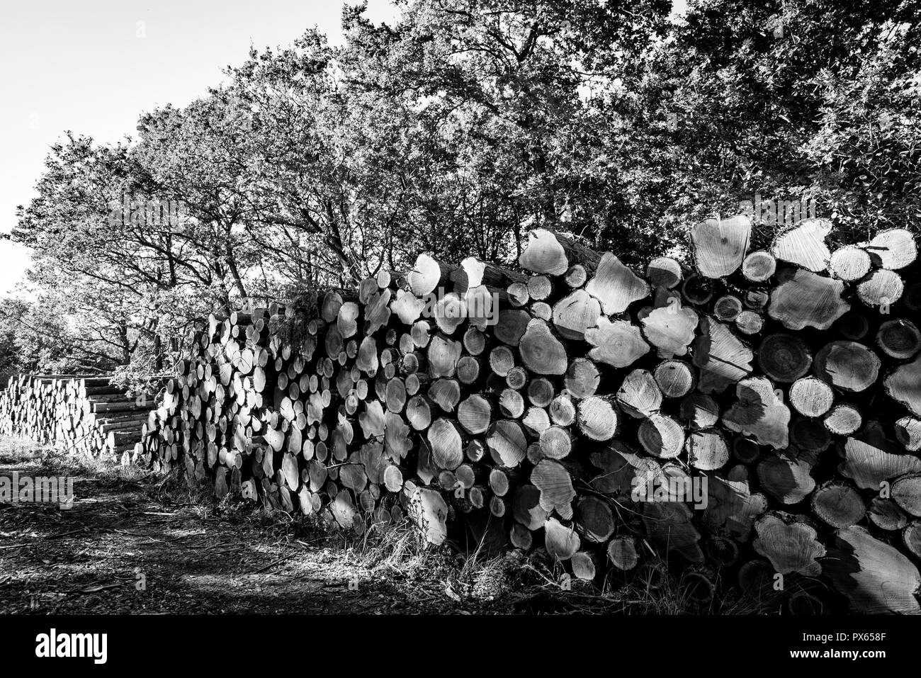 Cut Logs piled in stack/wall. Logging industry/Decoration Stock Photo ...