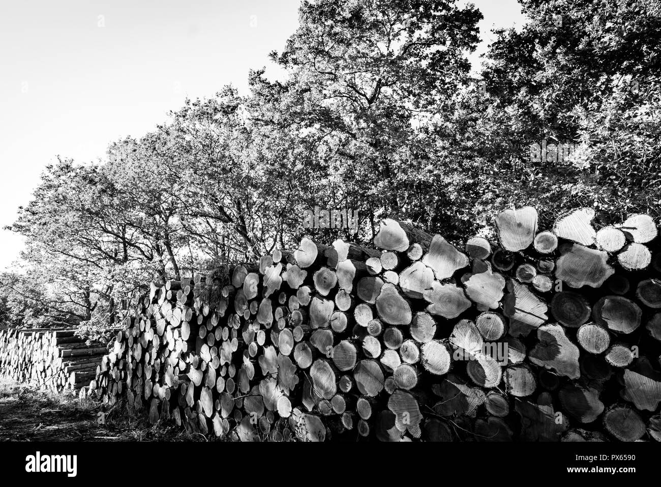Logging logs destruction deforestation Black and White Stock Photos ...