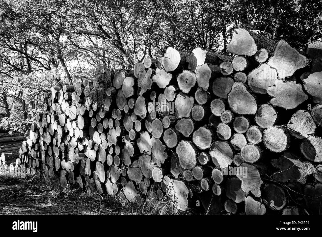 Cut Logs piled in stack/wall. Logging industry/Decoration Stock Photo ...
