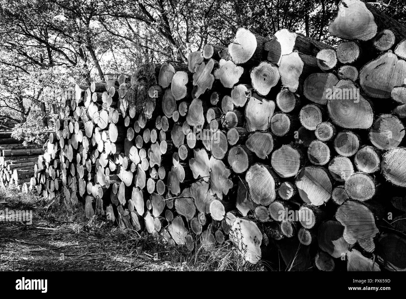 Logging waste Black and White Stock Photos & Images - Alamy