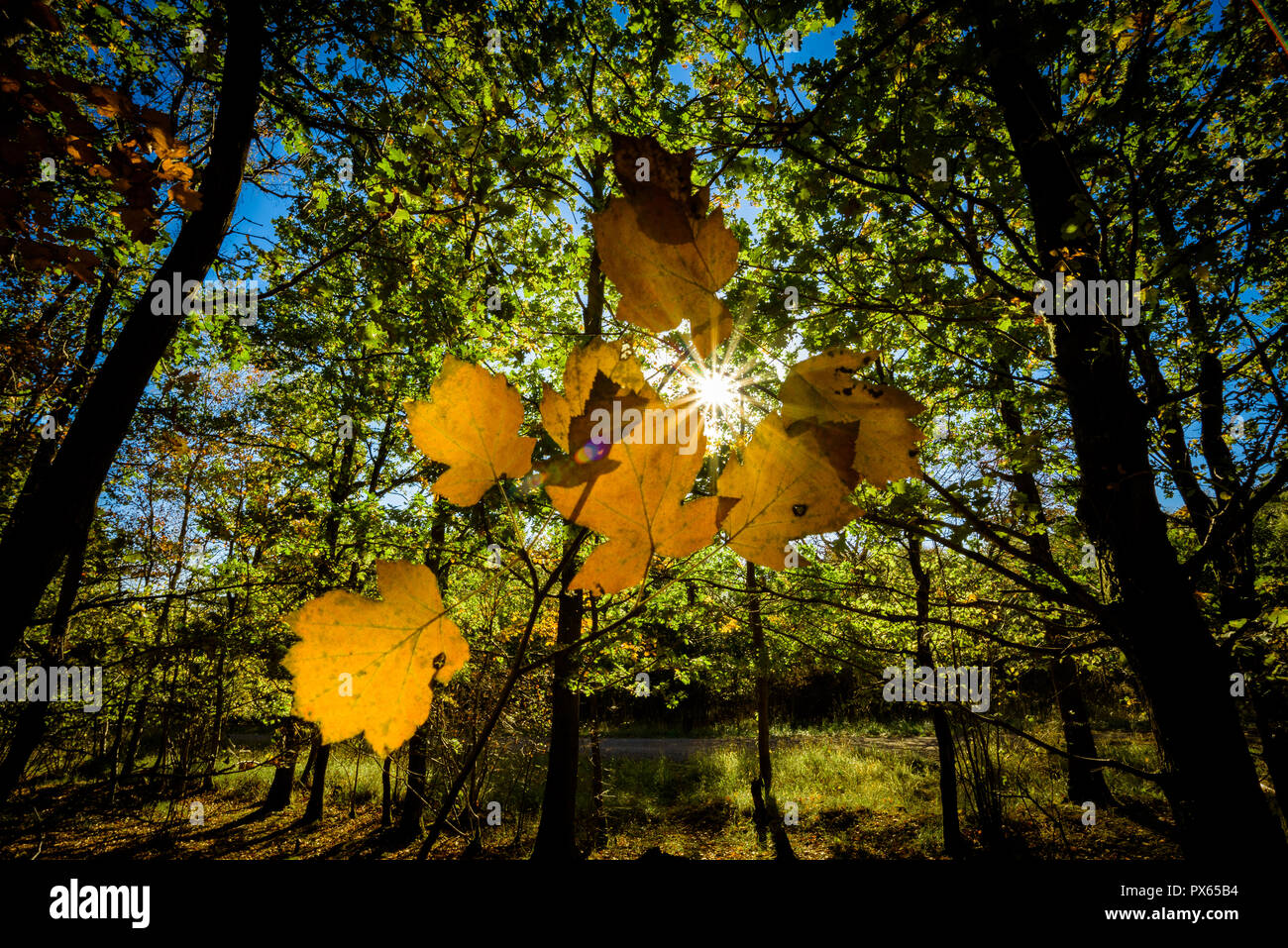 Sunlit autumn leaves Stock Photo - Alamy