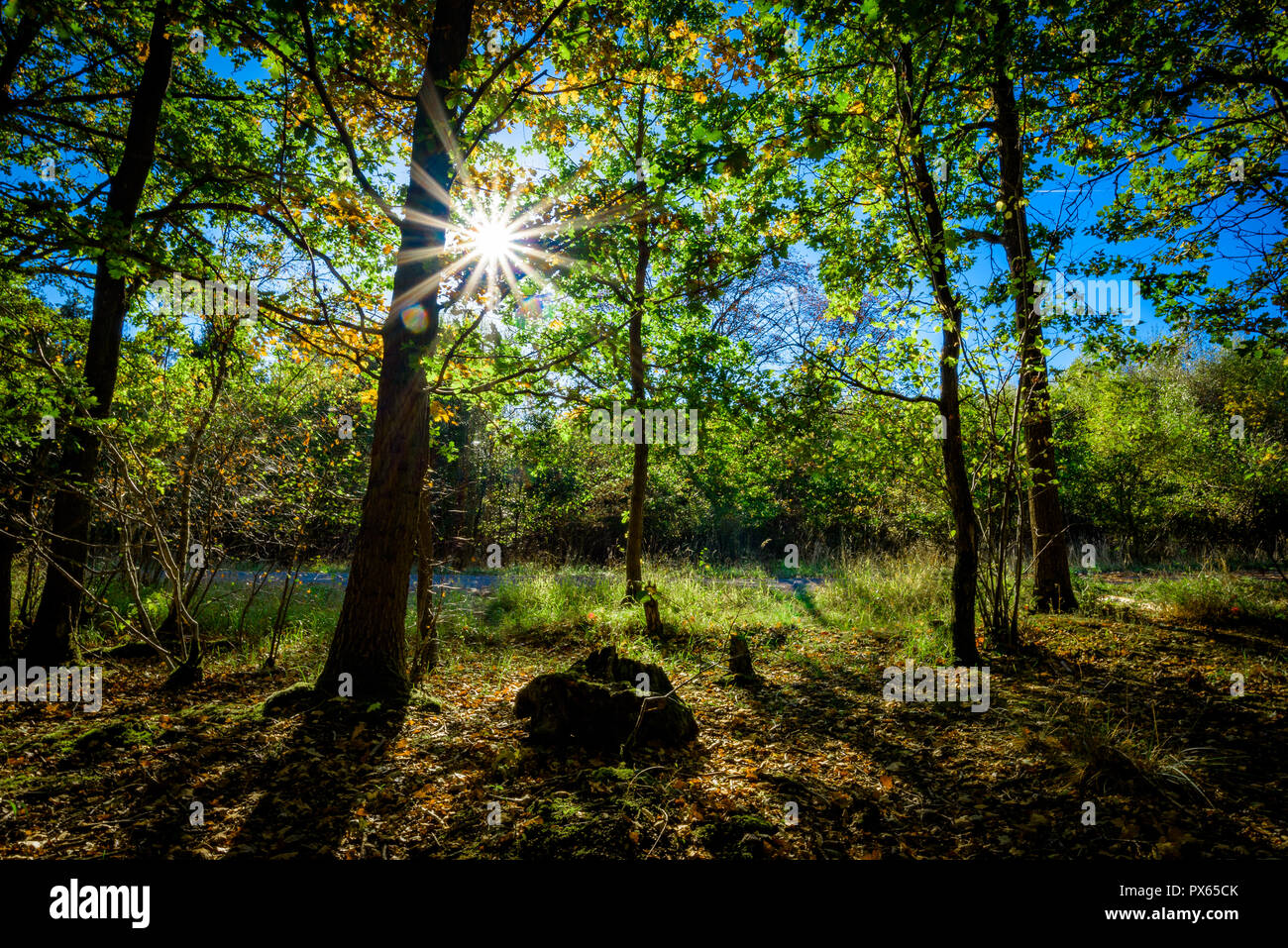Autumnal Sunlit woodland landscape Stock Photo - Alamy