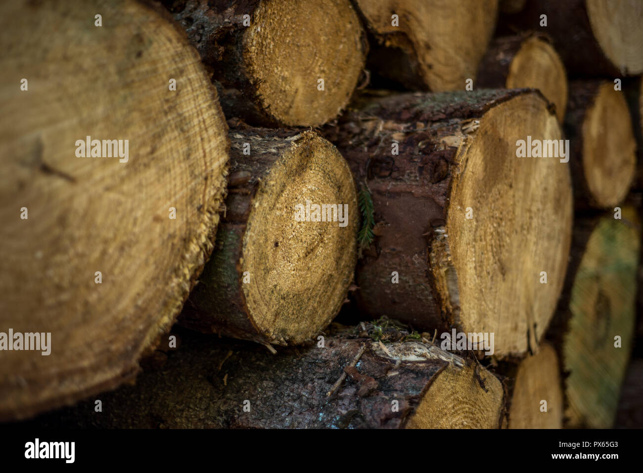 Cut Logs piled in stack/wall. Logging industry/Decoration Stock Photo ...