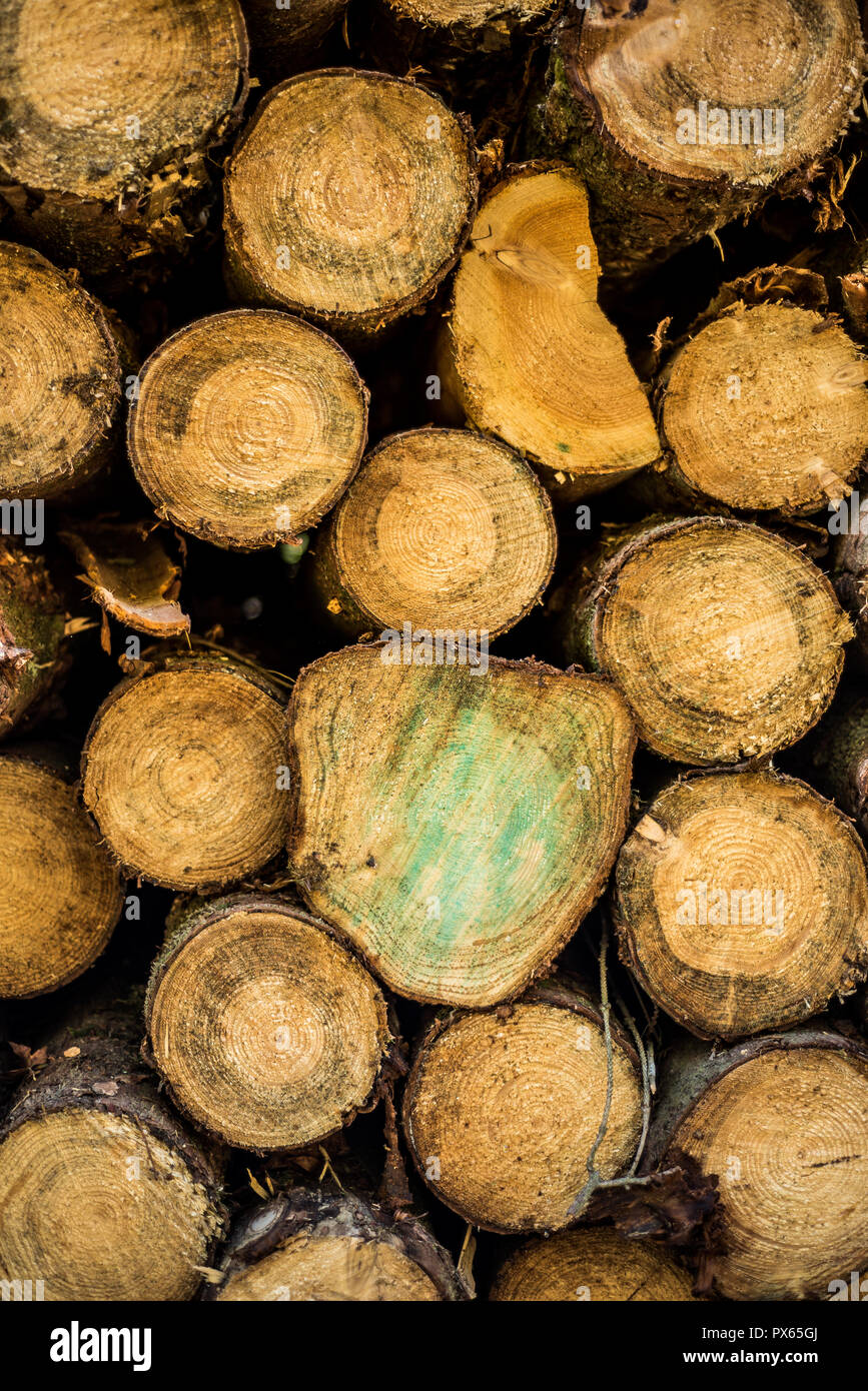 Cut Logs piled in stack/wall. Logging industry/Decoration Stock Photo ...