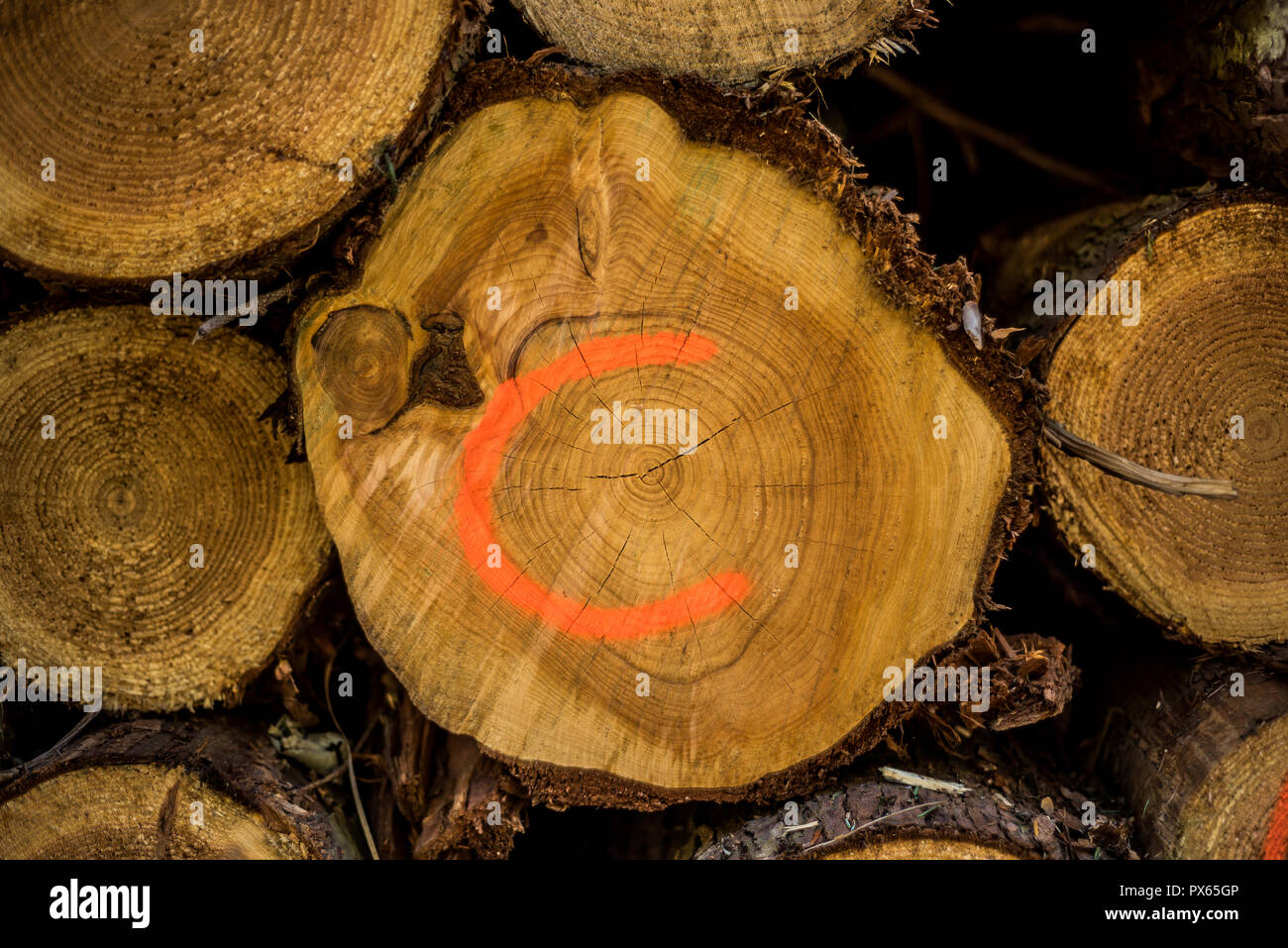 Cut Logs piled in stack/wall. Logging industry/Decoration Stock Photo ...