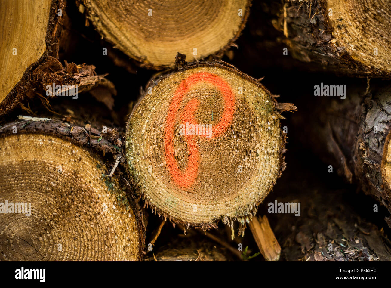 Cut Logs piled in stack/wall. Logging industry/Decoration Stock Photo ...