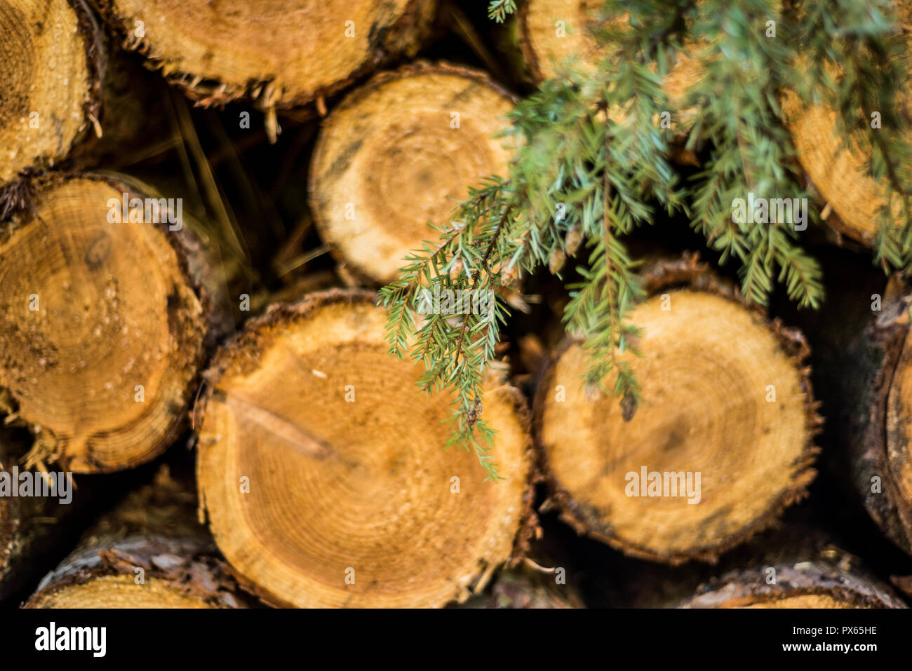 Cut Logs piled in stack/wall. Logging industry/Decoration Stock Photo ...