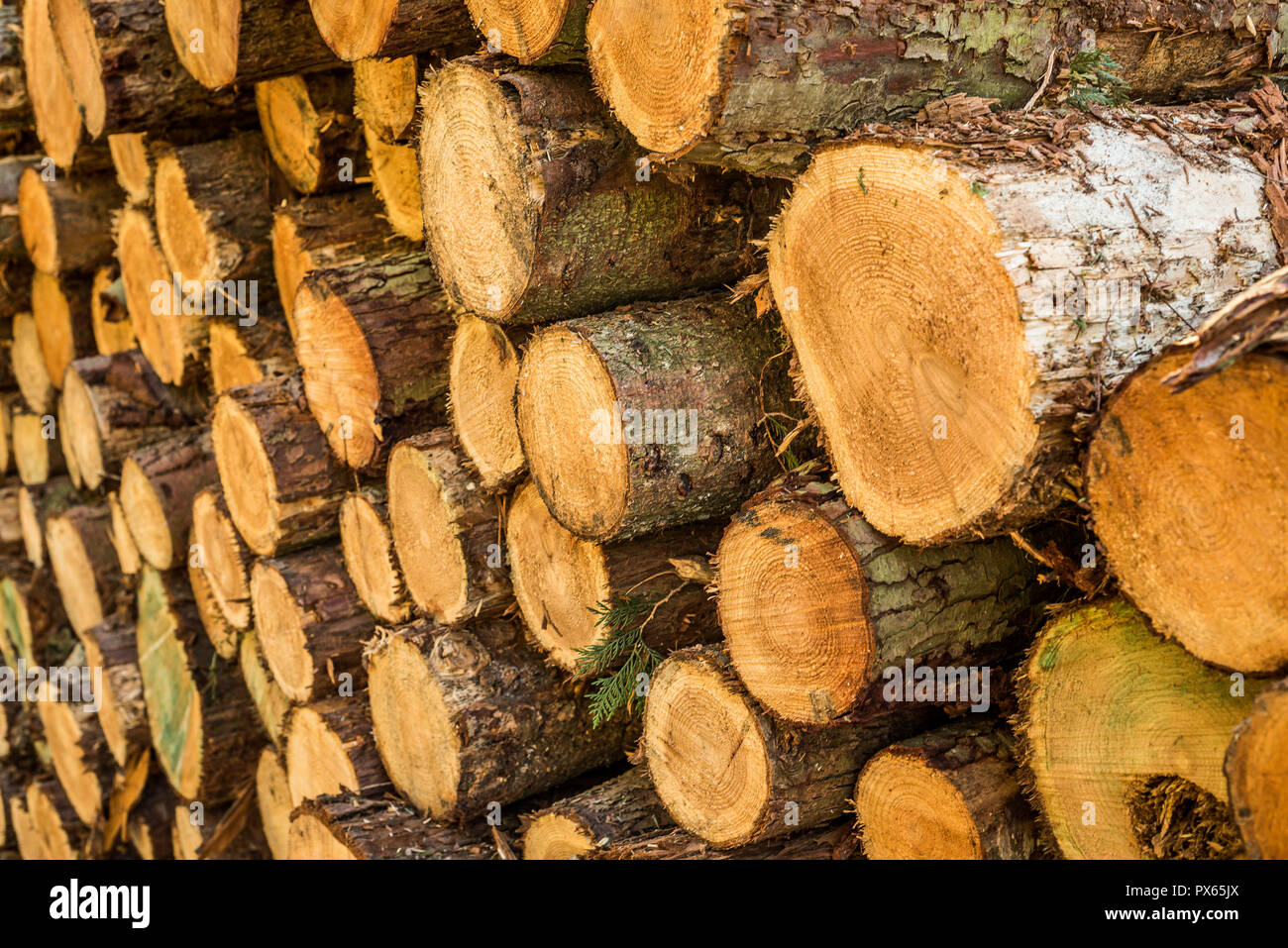 Cut Logs piled in stack/wall. Logging industry/Decoration Stock Photo ...