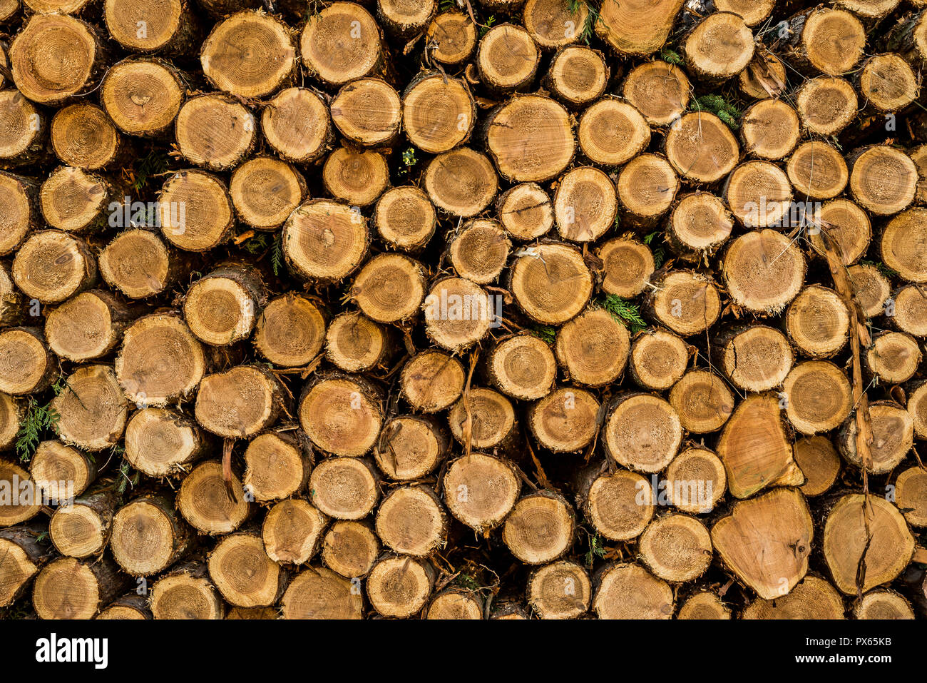 Cut Logs piled in stack/wall. Logging industry/Decoration Stock Photo ...