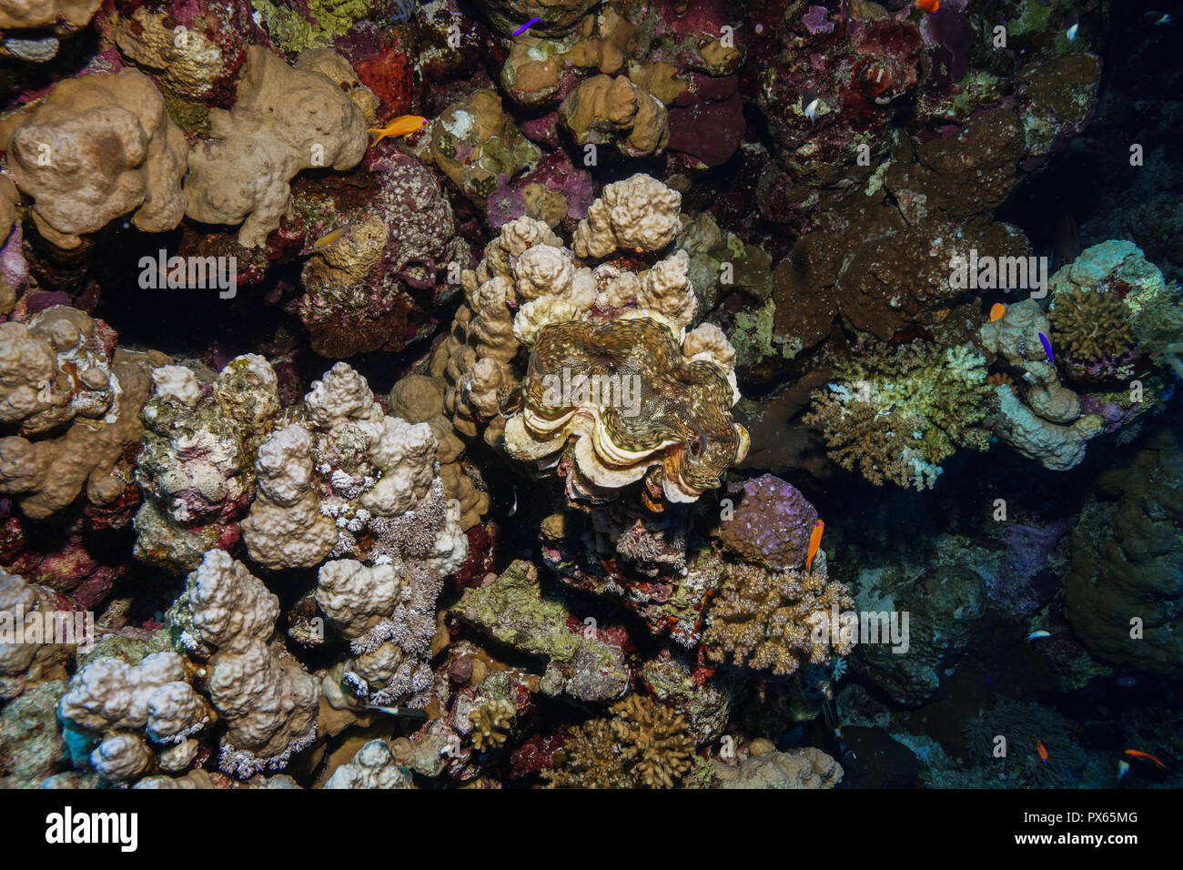 Clam fish hi-res stock photography and images - Alamy