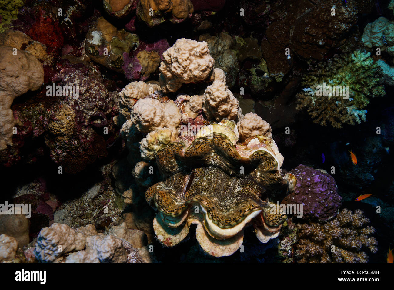 Giant Clam Fish at the Red Sea Egypt Stock Photo - Alamy