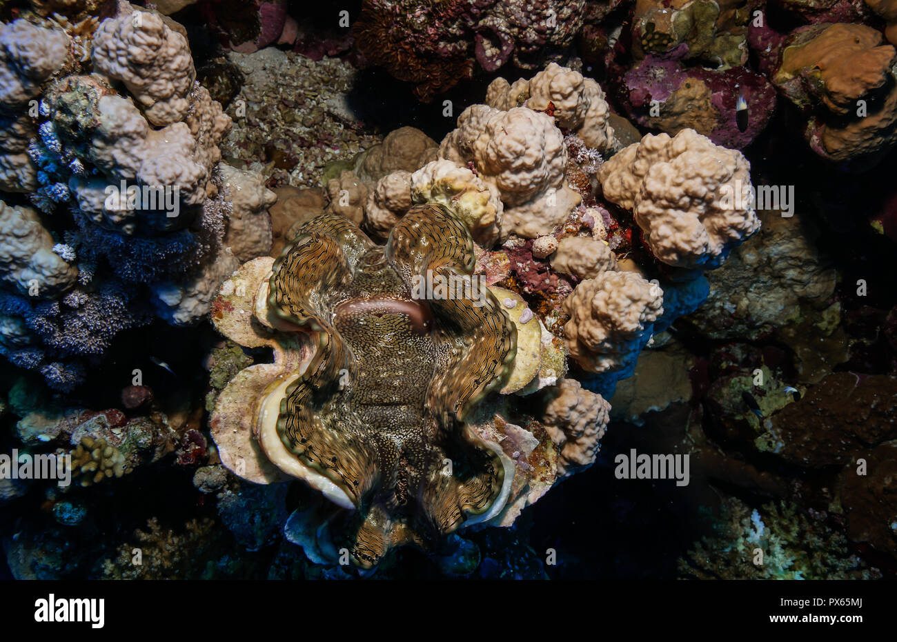 Giant Clam Fish at the Red Sea Egypt Stock Photo - Alamy