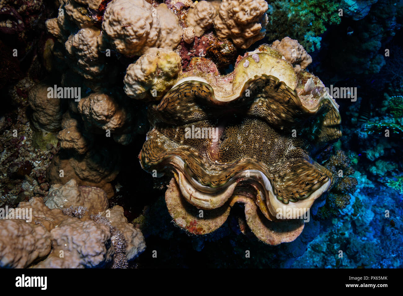 Giant Clam Fish at the Red Sea Egypt Stock Photo - Alamy