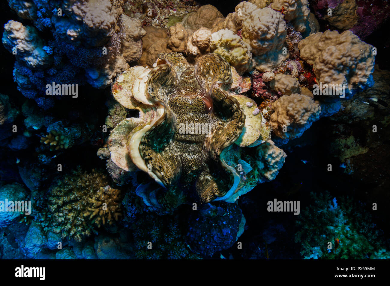 Giant Clam Fish at the Red Sea Egypt Stock Photo - Alamy