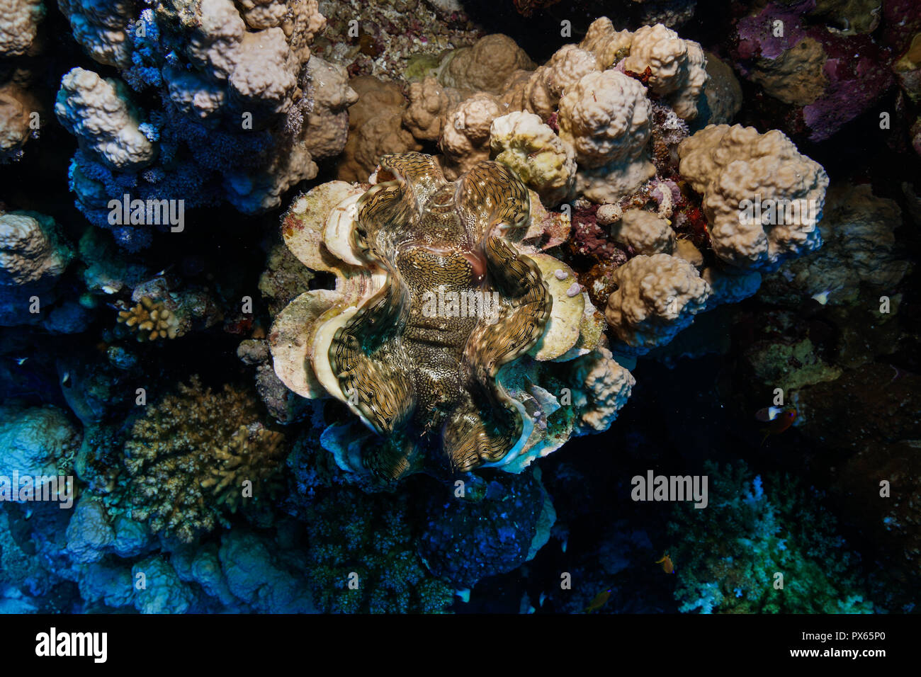 Giant Clam Fish at the Red Sea Egypt Stock Photo - Alamy