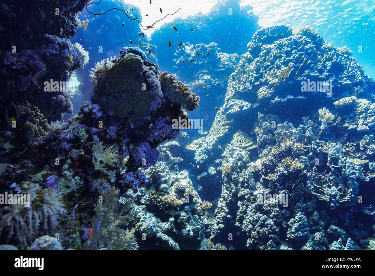 coral reef landscape view at the Red Sea Stock Photo - Alamy