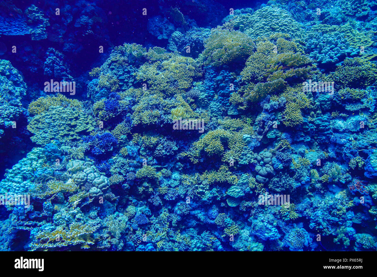 coral reef landscape view at the Red Sea Stock Photo - Alamy