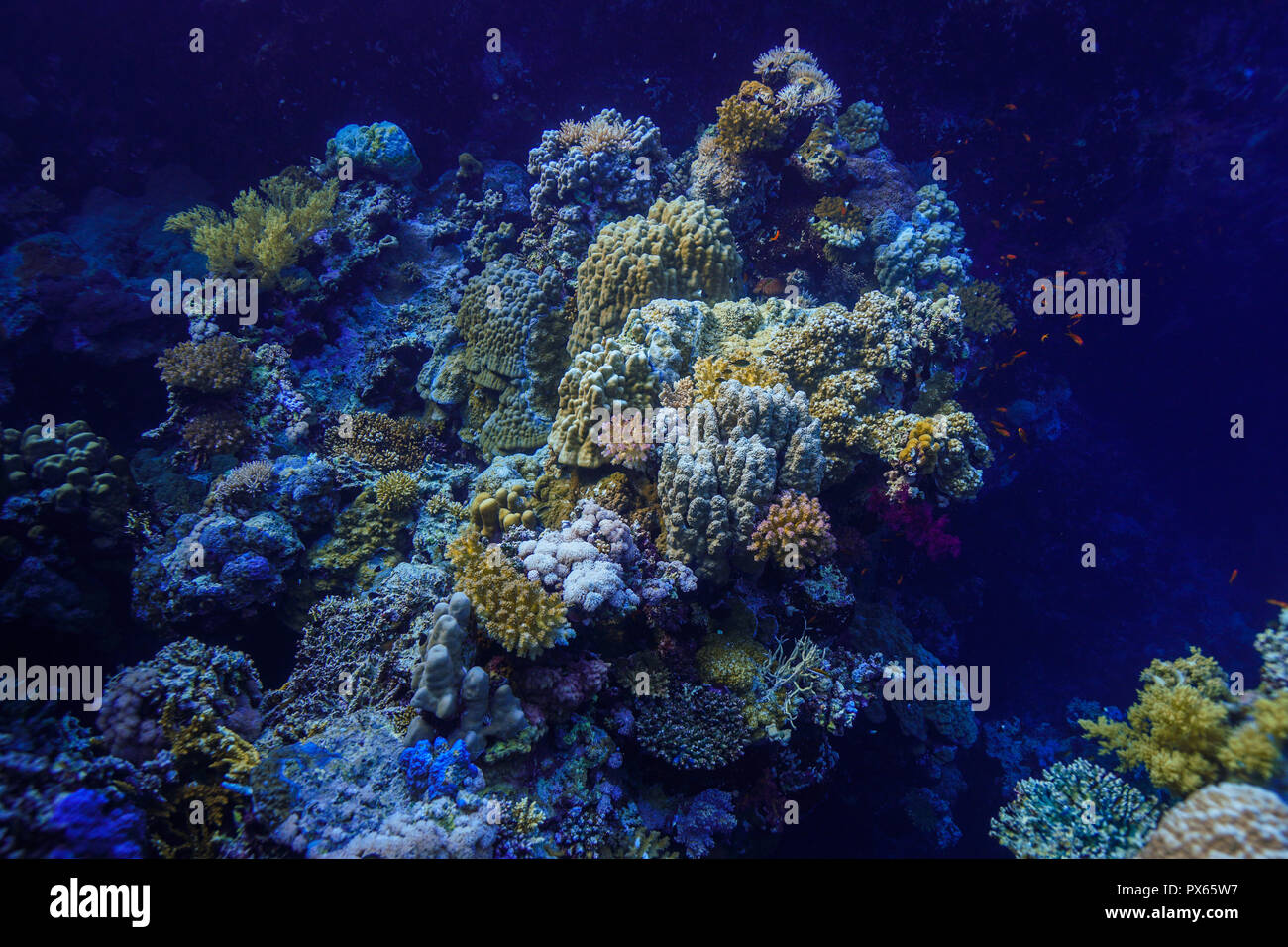 coral reef landscape view at the Red Sea Stock Photo - Alamy