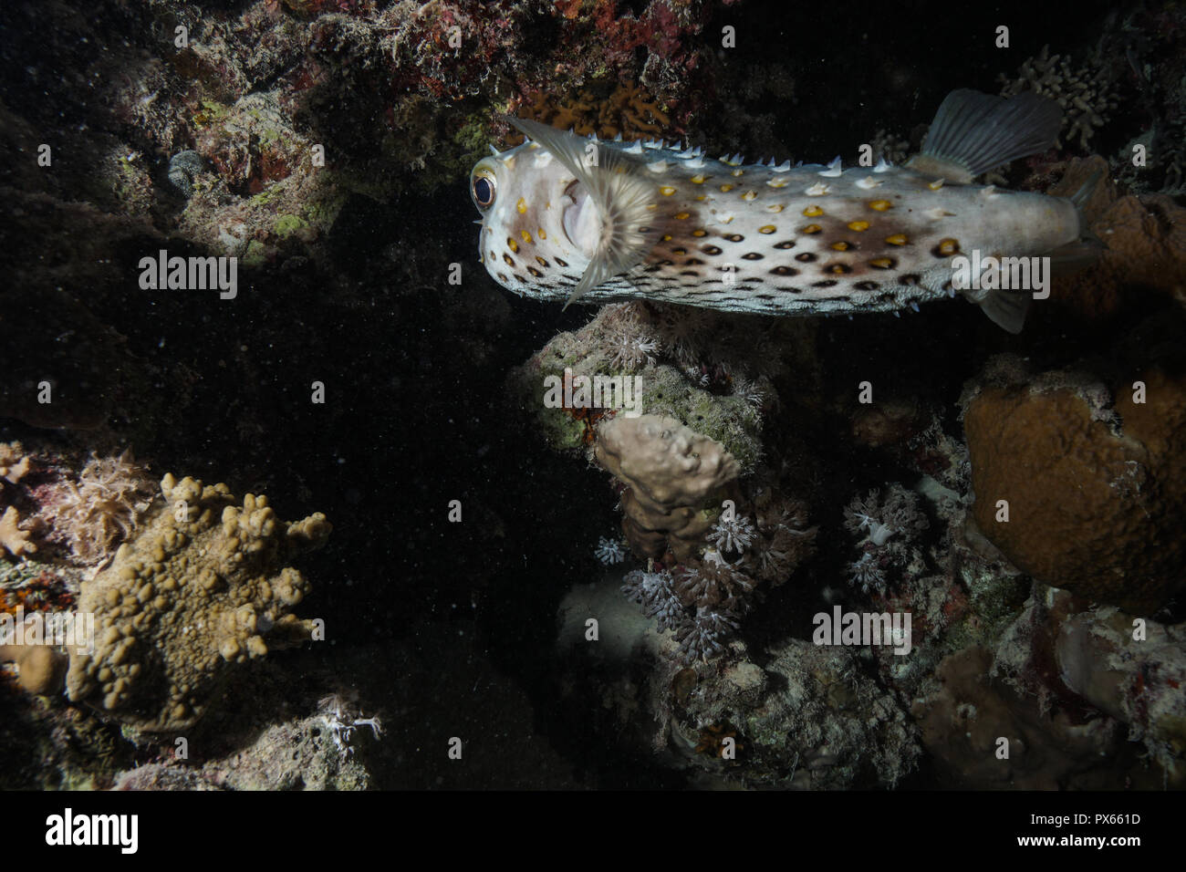 Pufferfish at The Red Sea Egypt Stock Photo - Alamy