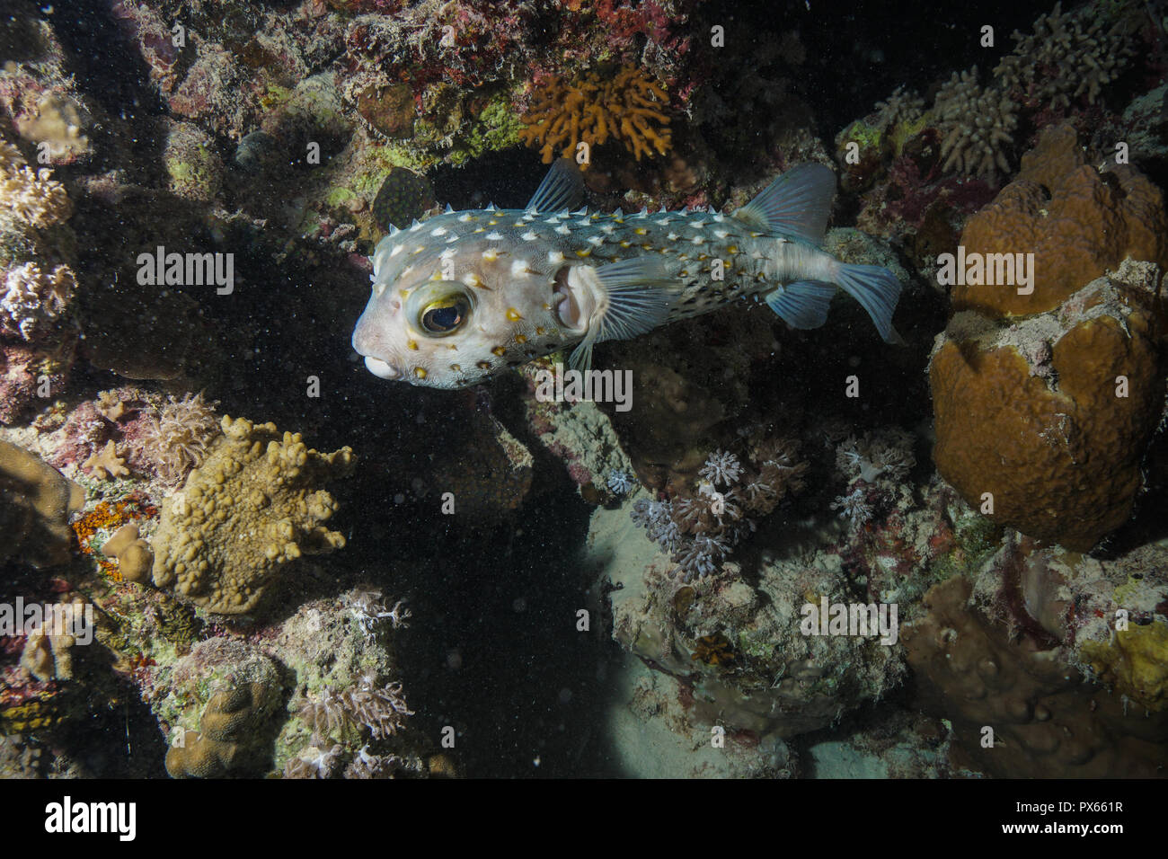 Pufferfish at The Red Sea Egypt Stock Photo - Alamy