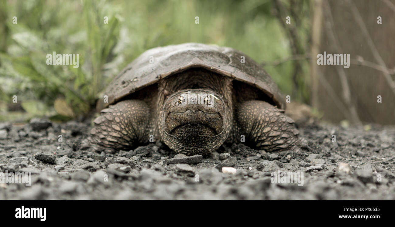 Snapping turtles hi-res stock photography and images - Alamy