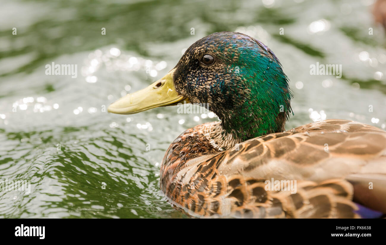 Beautiful mallard emerald head hi-res stock photography and images - Alamy