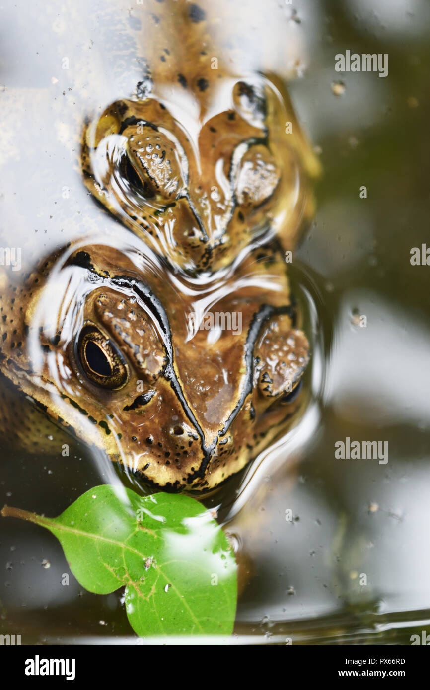 Two heart shapes on the water , Reproductive system of animal, Asian ...