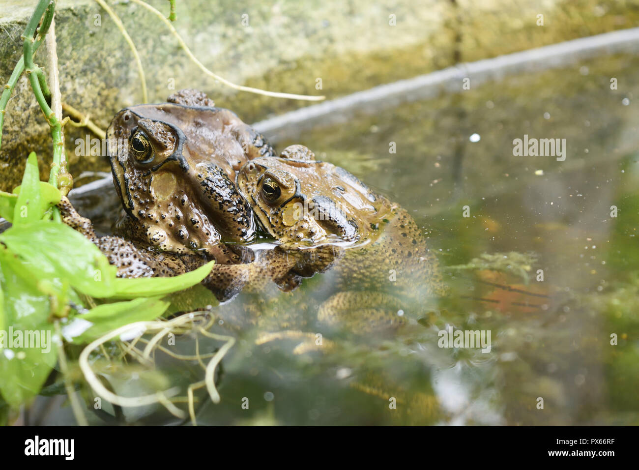 Amphibians in tropical Asia , Local creature in Thailand , Asian common ...