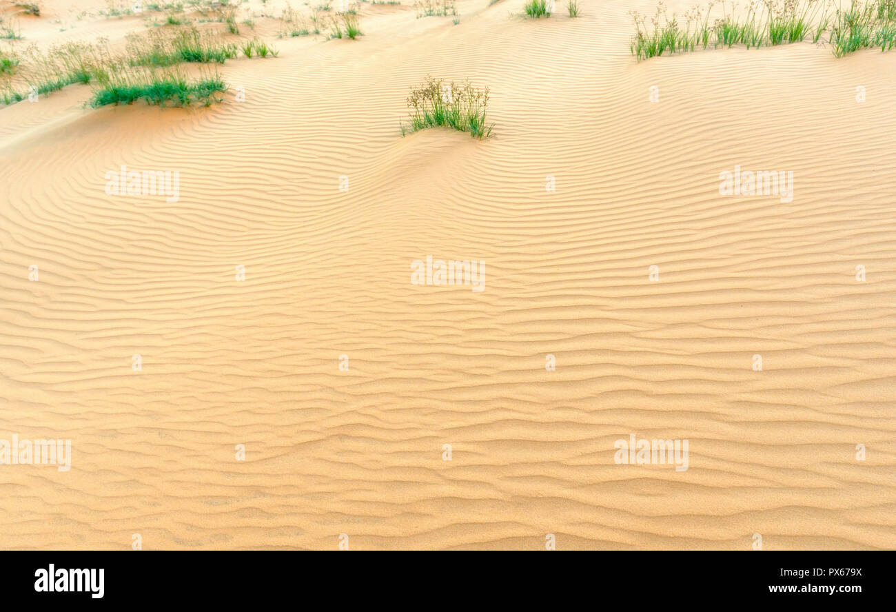 Small dunes when the wind blows path forming beautiful pleats on desert ...