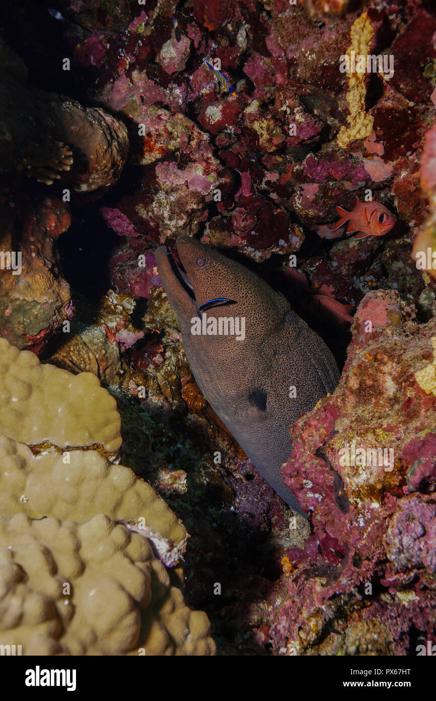 Moray Eel at the Red Sea Egypt Stock Photo - Alamy