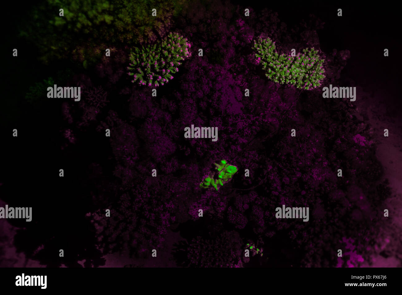 Ultraviolet Light Fish High Resolution Stock Photography and Images - Alamy