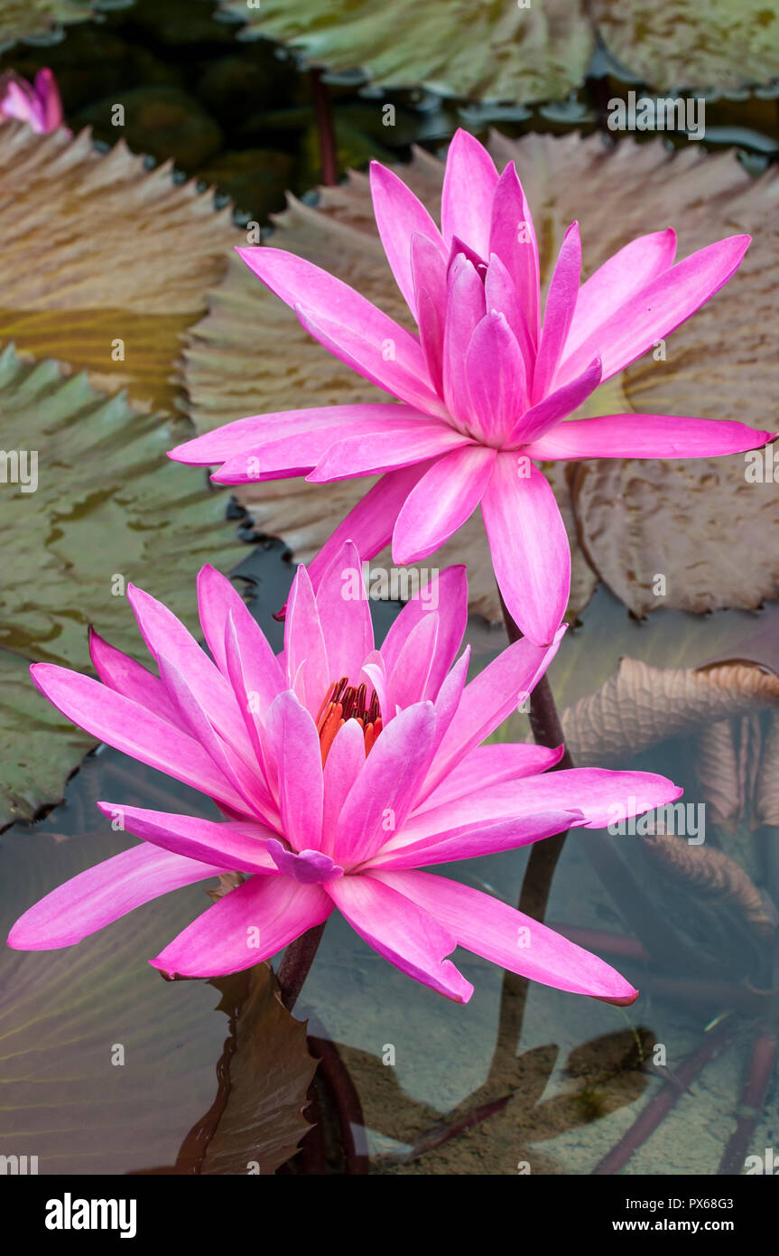 Nymphaea rubra hi-res stock photography and images - Alamy