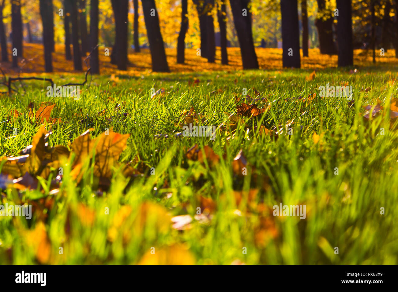 Seasonal park hi-res stock photography and images - Alamy
