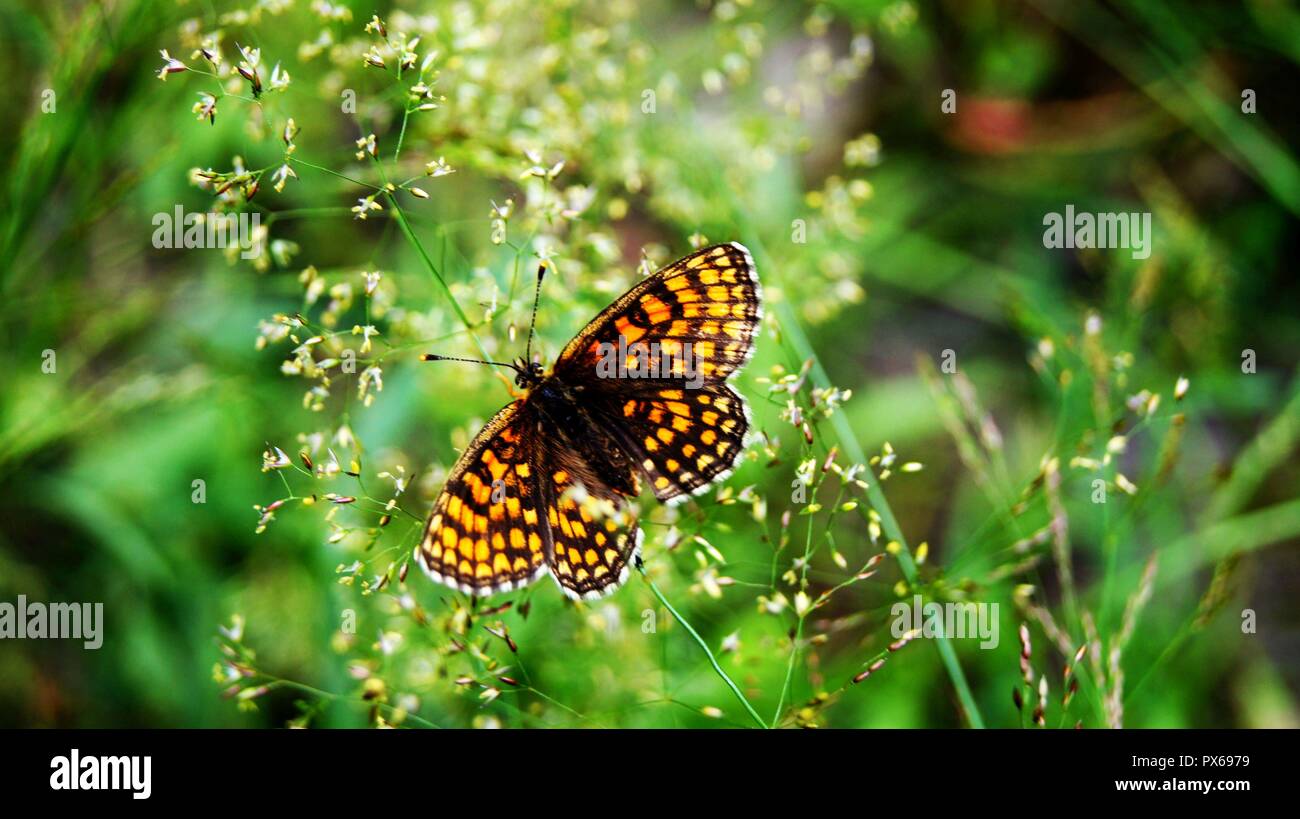 Butterfly of the Heath fritillary species in the forest grass Stock ...