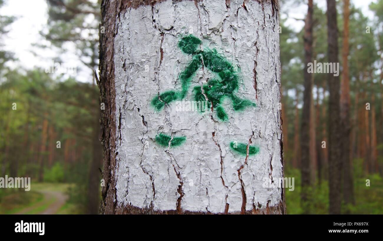 Cycling route stencil sign on the tree with the forest background Stock ...