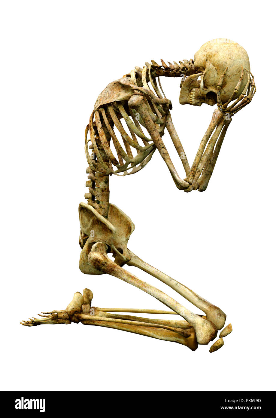 3D rendering of a human skeleton isolated on white background Stock ... 3D rendering of a human skeleton isolated on white background Stock ...