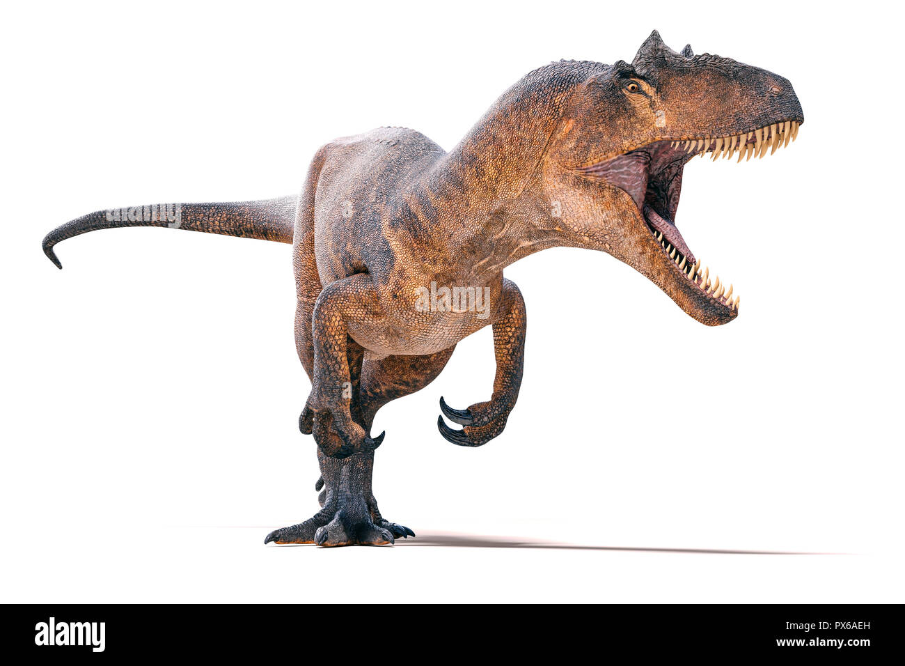 3d Allosaurus render on white background Stock Photo - Alamy