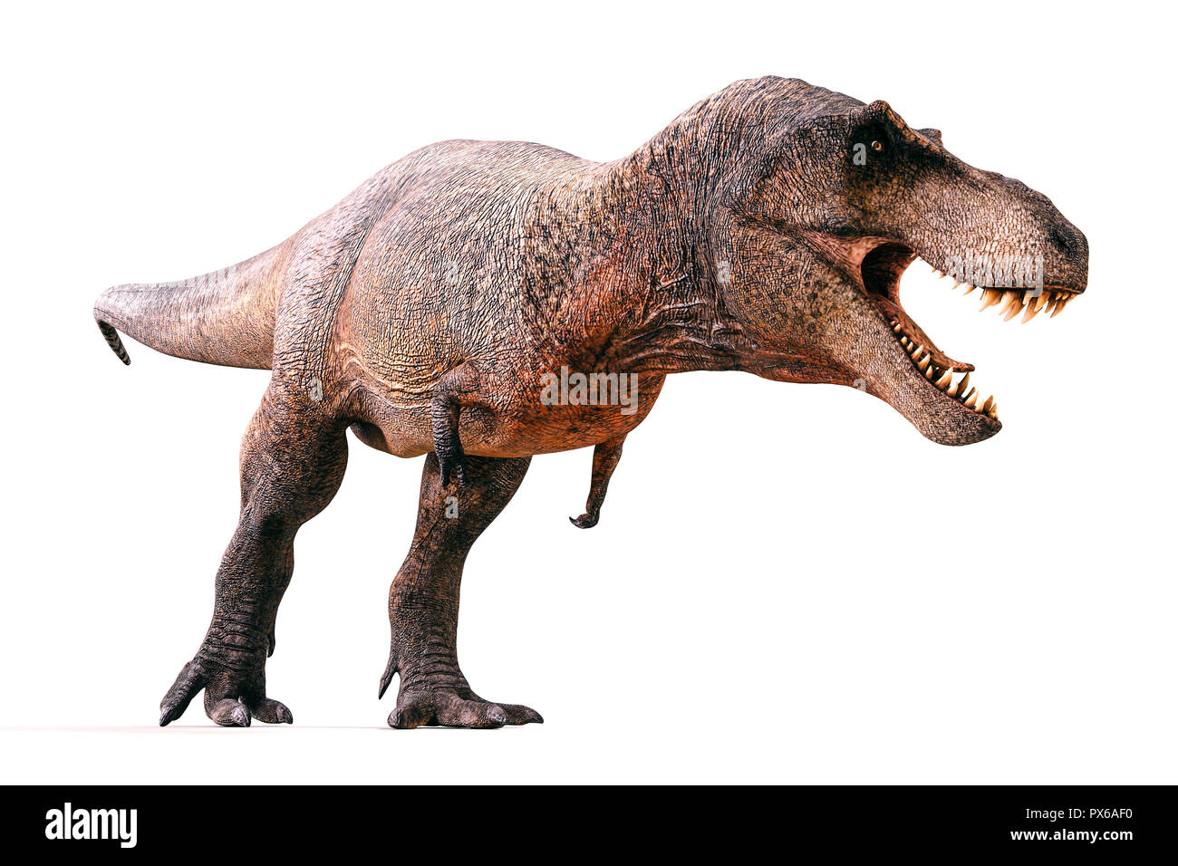 3d Tyrannosaurus rex render on white background Stock Photo - Alamy