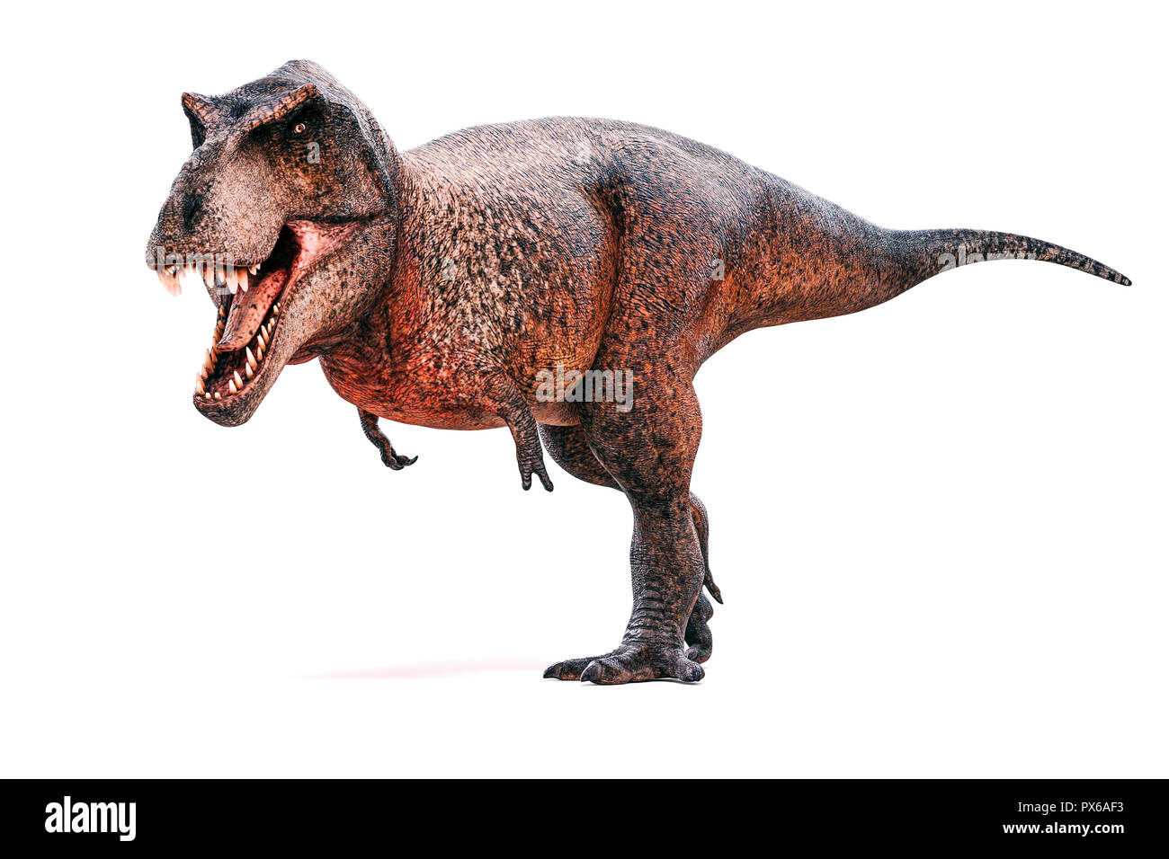3d Tyrannosaurus rex render on white background Stock Photo - Alamy