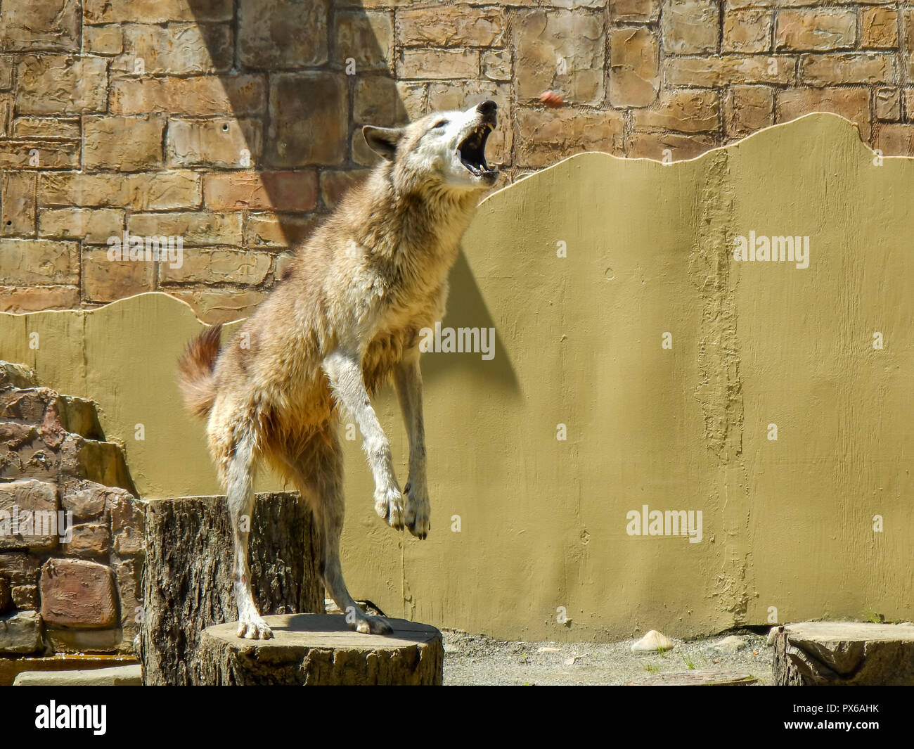 White Wolf Zoo High Resolution Stock Photography and Images - Alamy