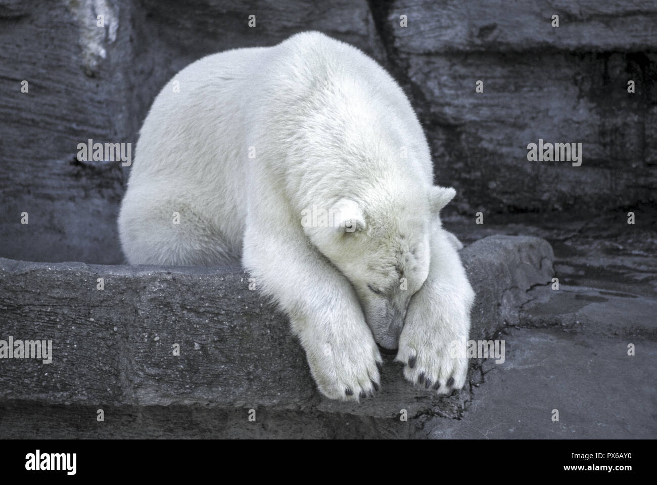 Ice bear, Austria, Vienna, 13. district, Schoenbrunn zoo Stock Photo ...
