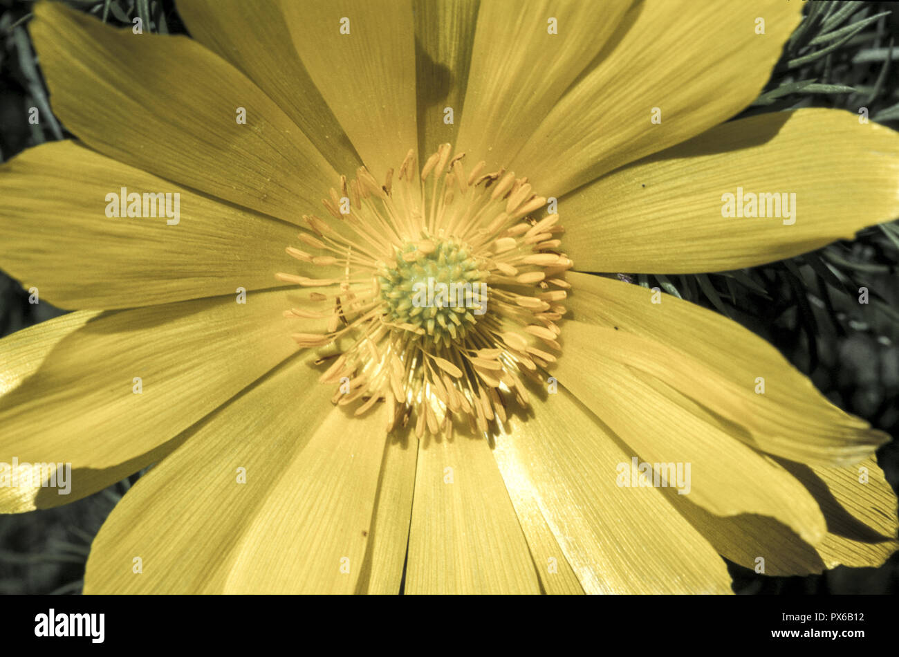 Spring flower adonis vernalis, Austria, Burgenland, Northern Burgenland ...