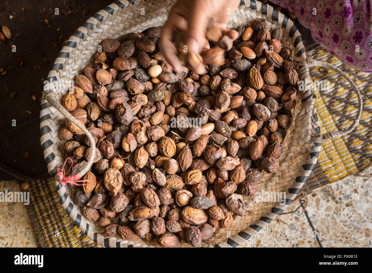 Argan fruit argania spinosa morocco hi-res stock photography and images ...