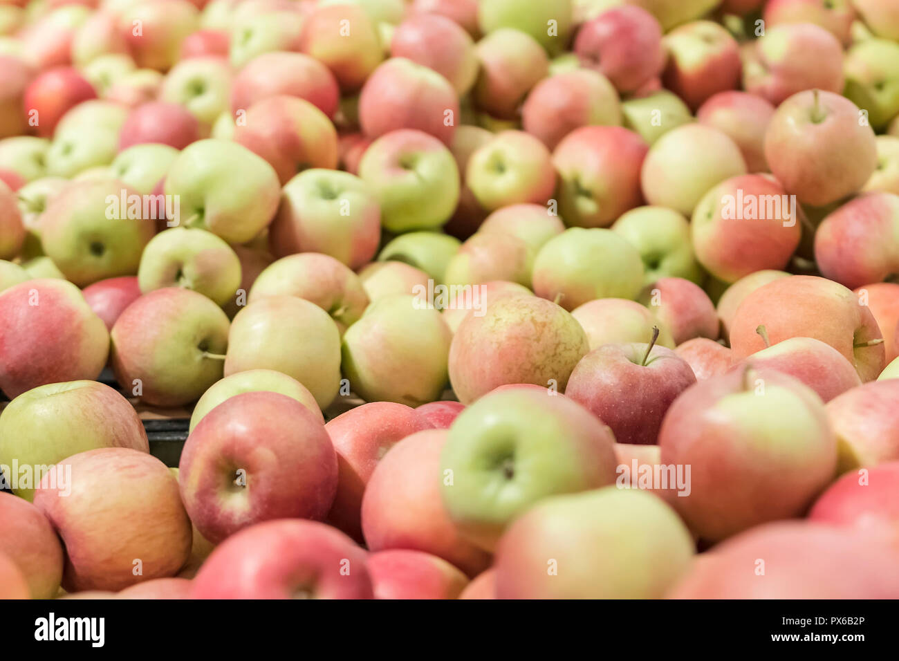 Many red and green apples stretching into the distance as a background ...