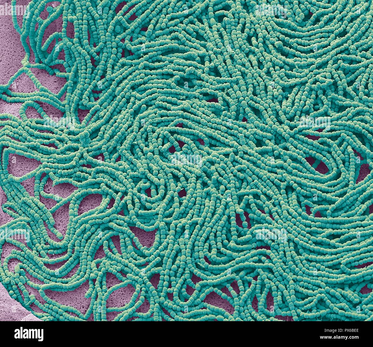 Mycobacterium tuberculosis bacteria sem hi-res stock photography and images - Alamy