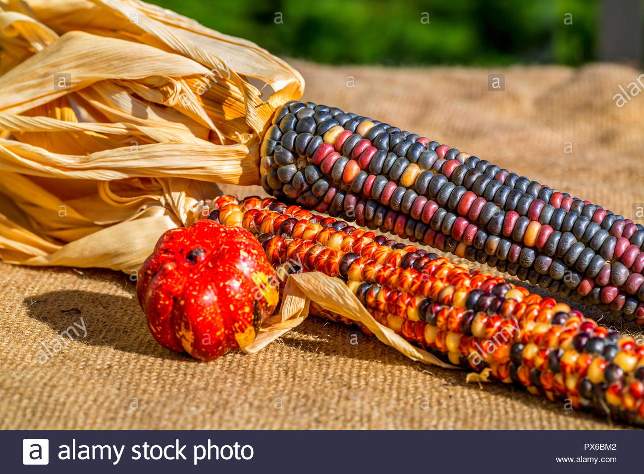 Multi Color Corn Stock Photos & Multi Color Corn Stock Images - Alamy