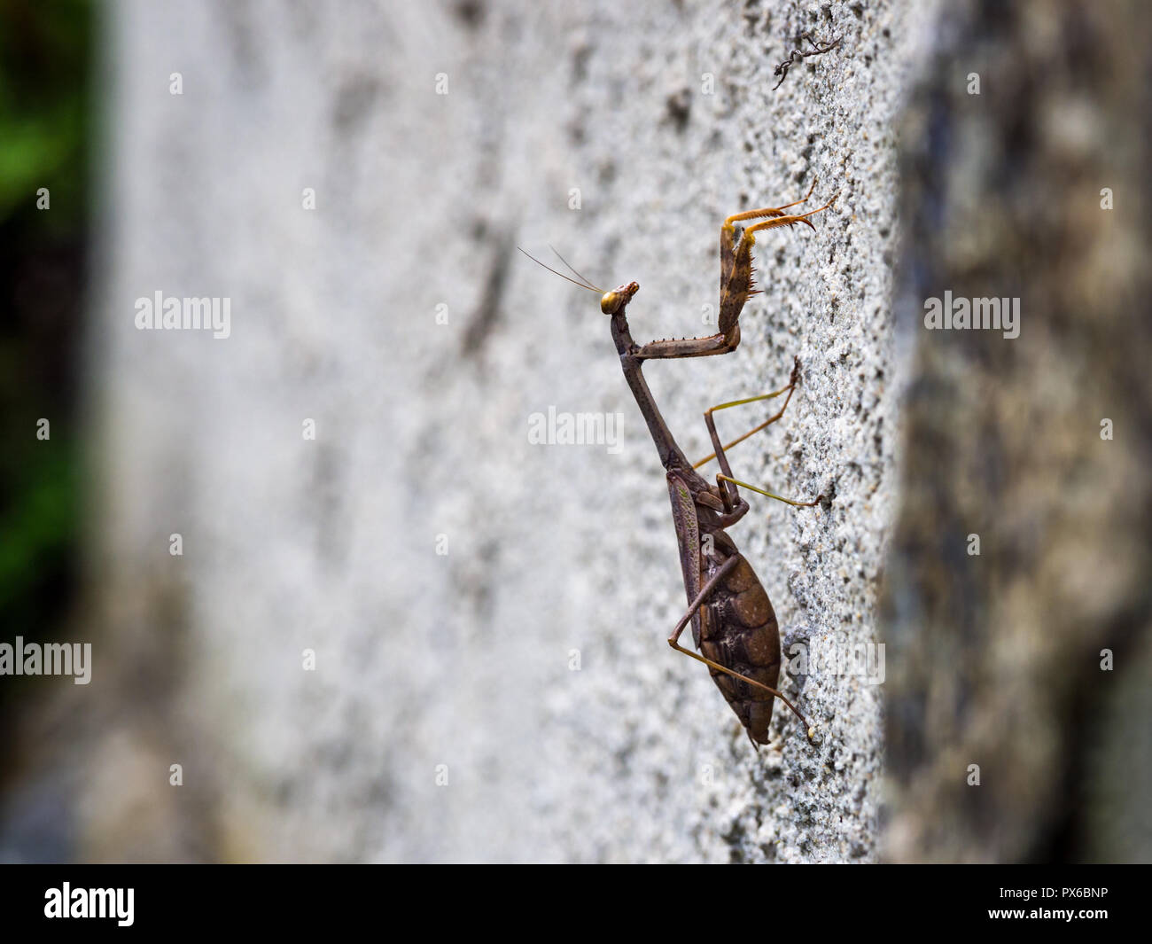 Close Up Praying Mantis High Resolution Stock Photography and Images ...