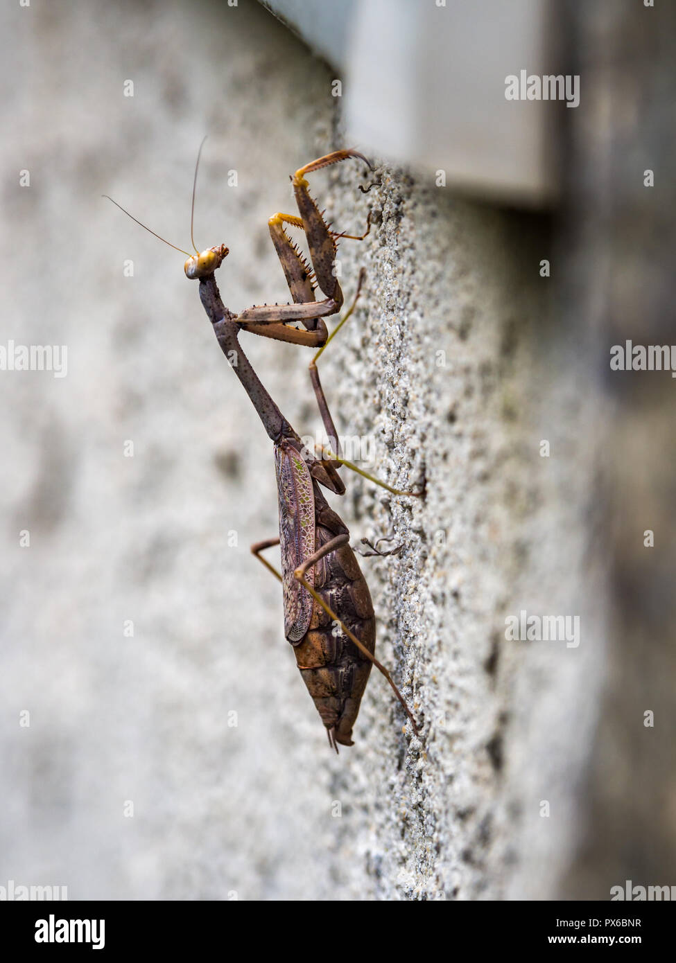 Praying Mantis High Resolution Stock Photography and Images - Alamy