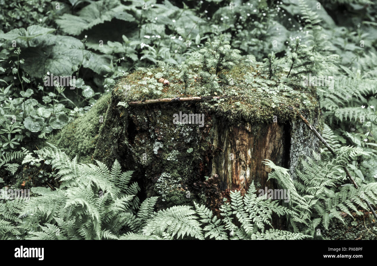 Young spruce tree on tree cut Stock Photo - Alamy